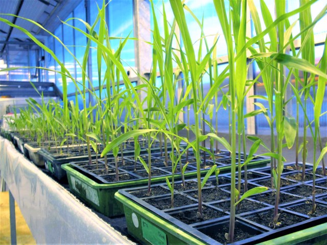 Welcome to Peng Wang Lab – Center for Excellence in Molecular Plant ...