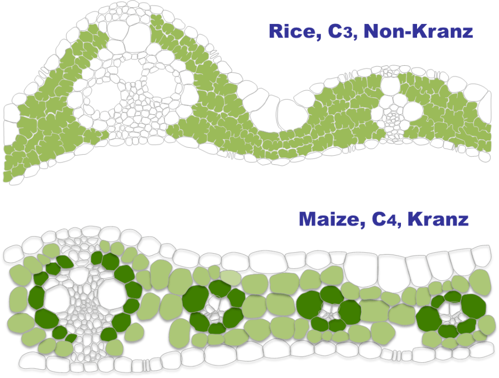 Anatomy Of C3 Plants Difference Between Mesophyll And Bundle Sheath